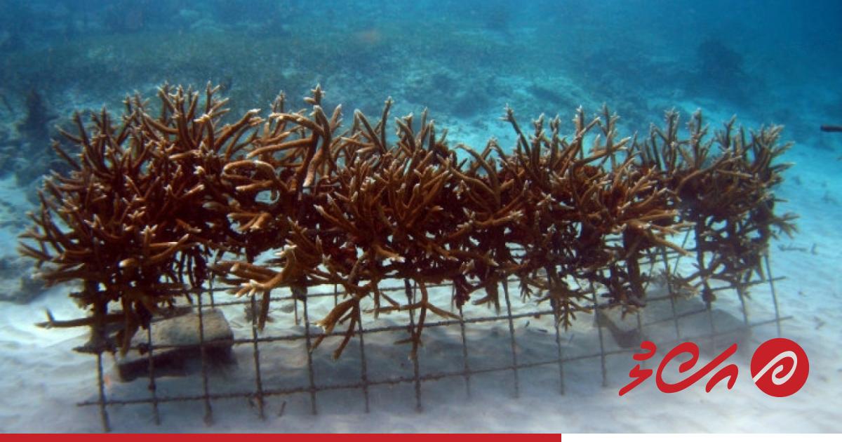 Muraka Aalaakurumah 'reefseed' ge Namugai Bodu Mashrooeh